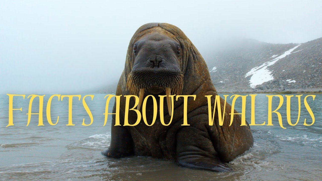 Interesting Facts about Walrus - YouTube