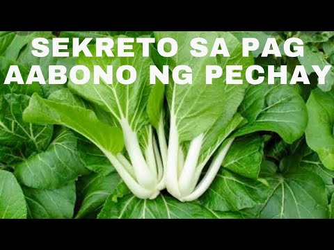 WASTONG PAG-AABONO NG PECHAY, FERTILIZER GUIDE FOR PECHAY
