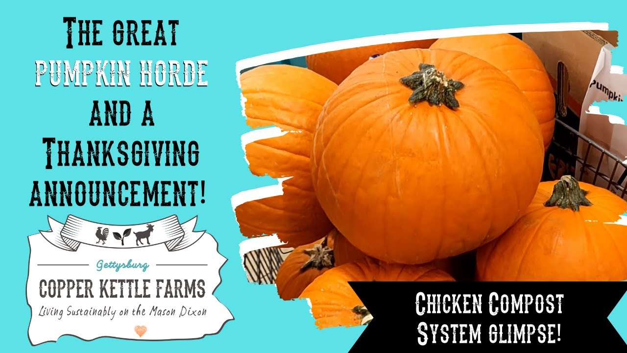 Chicken Composting, The great PUMPKIN HORDE, and Thanksgiving at Copper ...