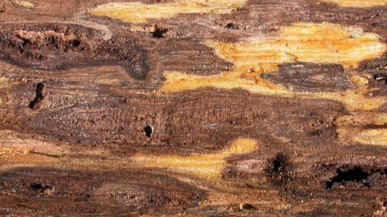 Missouri conservation officials keeping an eye out for beetles that ...