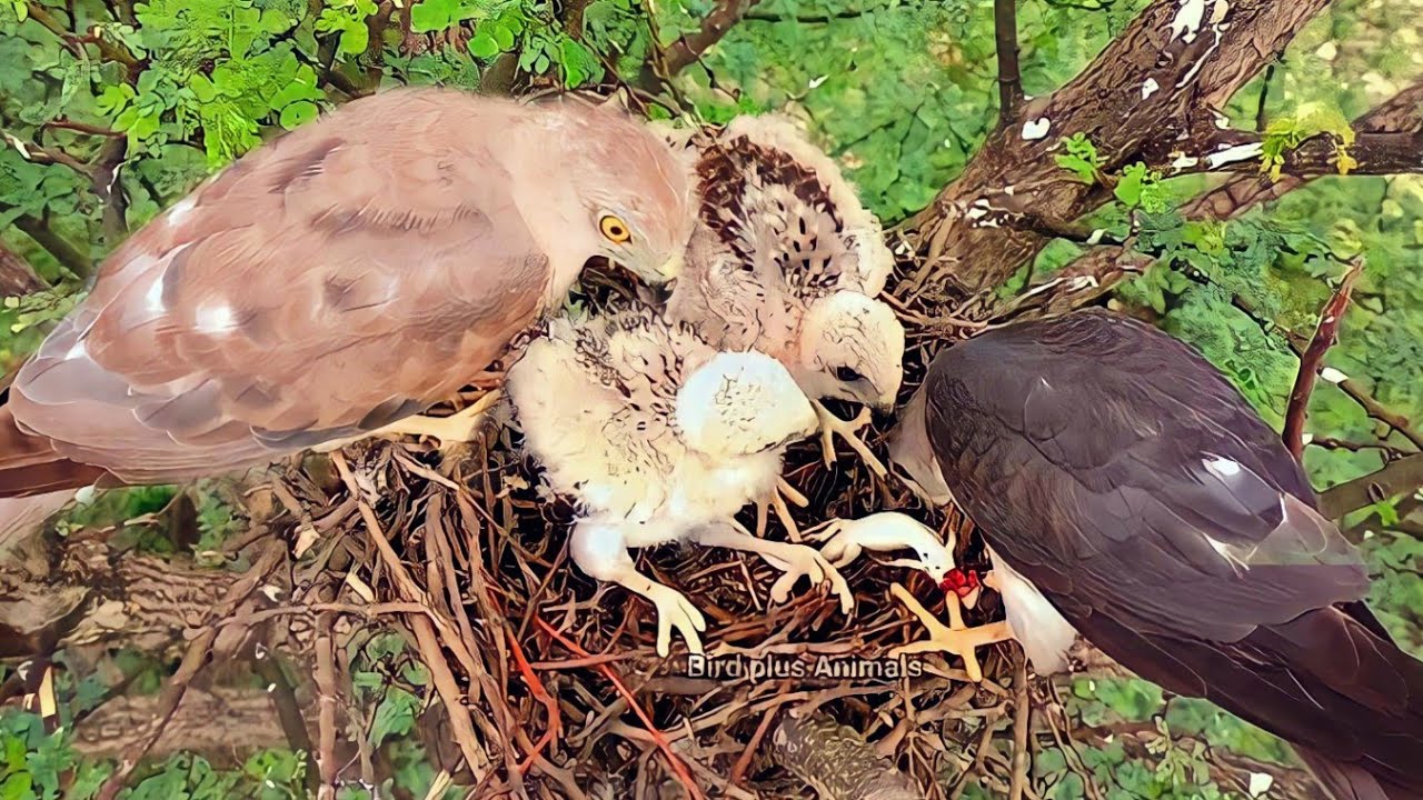 Hawk pair putting lizard to babies mouth @BirdPlusAnimals - YouTube
