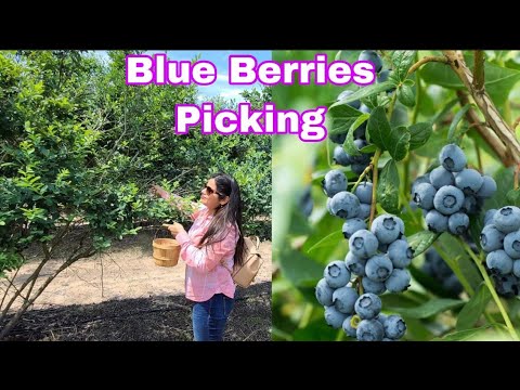 Picking Blueberries 🫐 Blueberries Farm Silsbee Texas // Harvesting ...