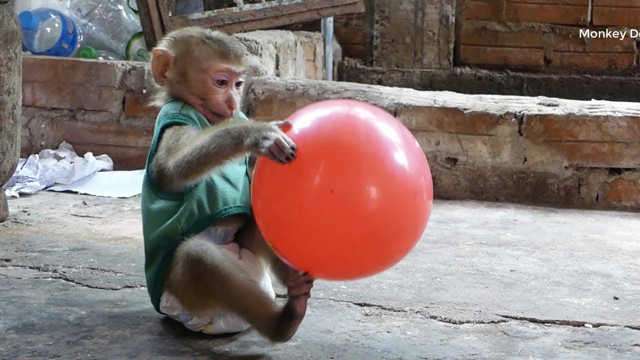 Lovely Monkey!! Donal Very Happy To Play Ball At Kitchen - YouTube