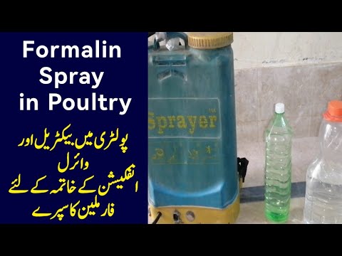Formalin Spray in Poultry Farm || Use of Formalin in Poultry || پولٹری ...