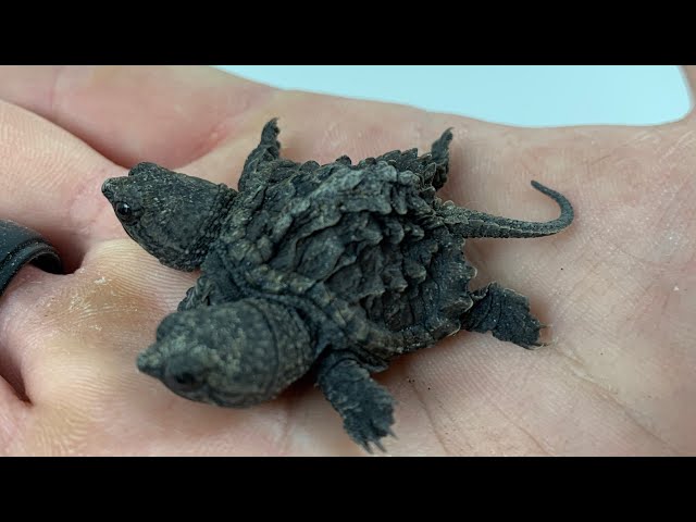Two Headed Alligator Snapping Turtle GregsTurtleHaven | Two Adult Male