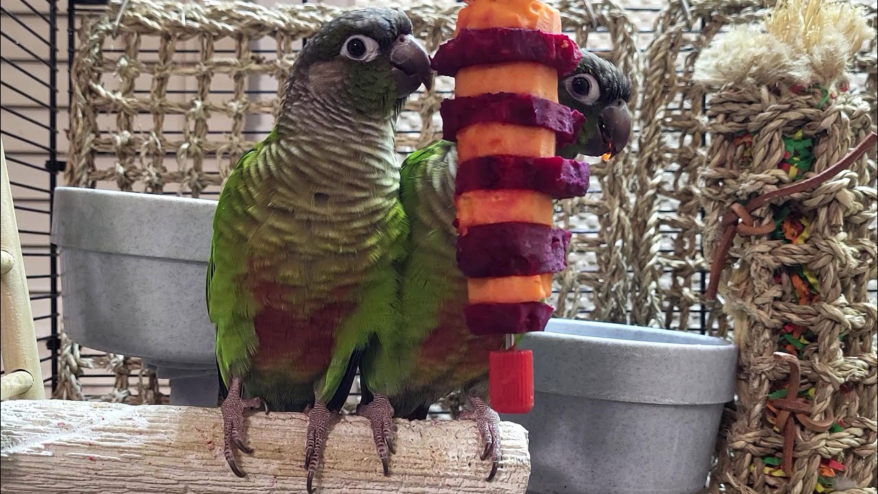 7 hours conure parakeet sounds for relaxation - YouTube