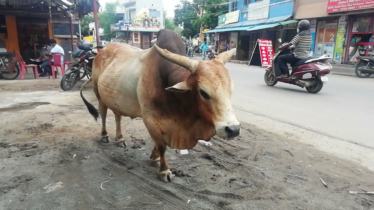 Male Indian bull what a powerfull pose ஆண் இந்திய காளை என்ன ஒரு ...