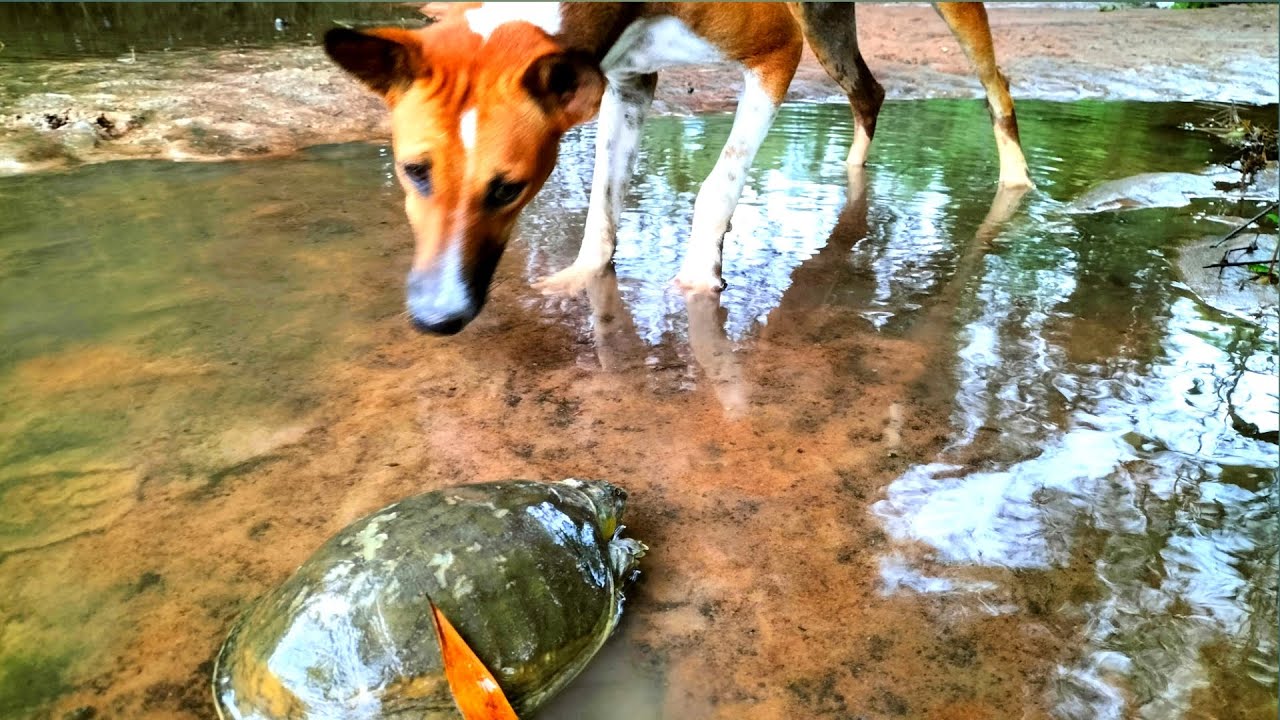 Dog Searching Tortoise - YouTube