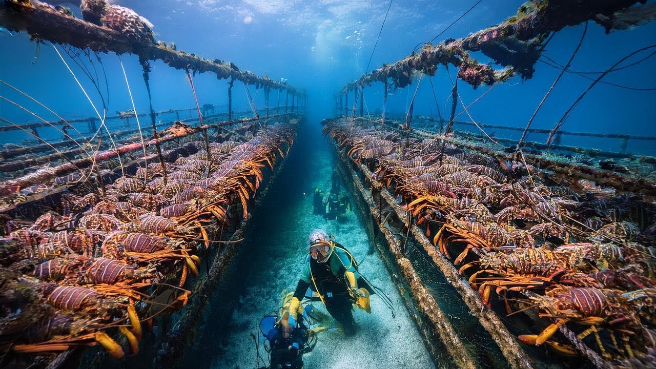 American fishermen catch billions of lobsters in deep-sea traps and ...