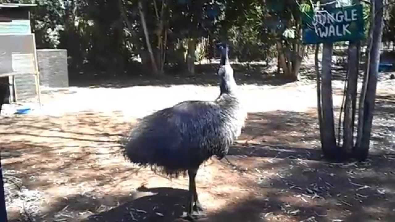 OLD MAN EMU My Movie - YouTube