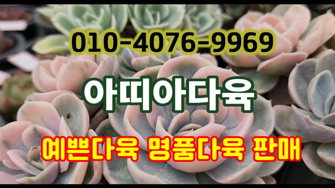 아띠아다육 명품다육판매 다육재테크 주식같은다육 다육판매 Youtube
