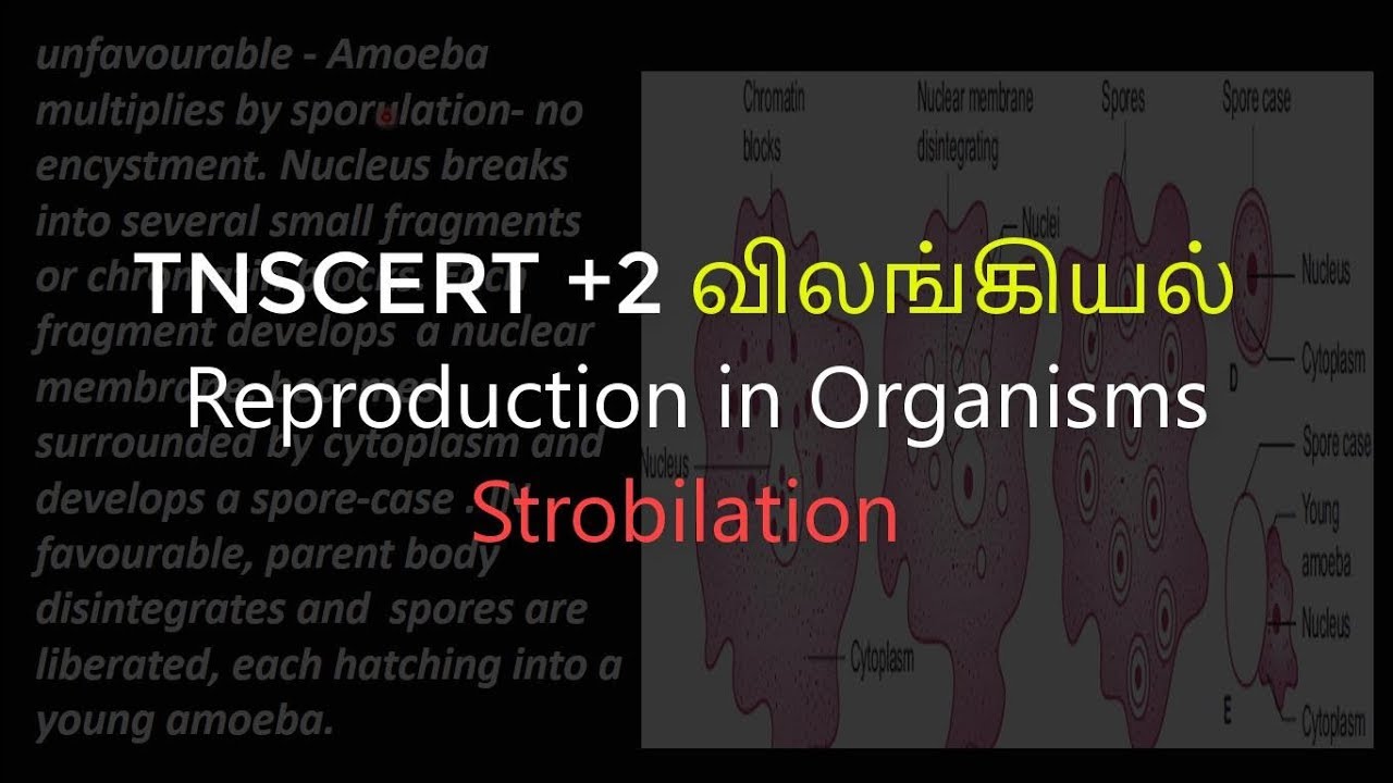 5.Zoology | Reproduction in Organisms | Strobilation - YouTube