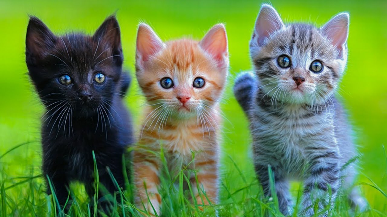 Adorable Kitten Meows – Baby Cat Calling for Mother – Cat Plays with ...
