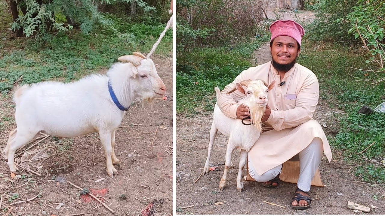 Quality Bantam goats at MS Bantam goat farm Aurangabad Maharashtra ...