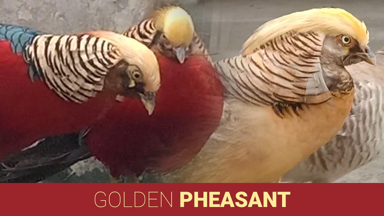 The golden pheasant | The Chinese pheasant | Rainbow pheasant | Bird ...