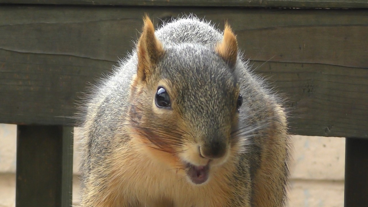 Squirrel Sings I'm Too Sexy by Right Said Fred - Porch Critter Karaoke 47 with Casanova - YouTube