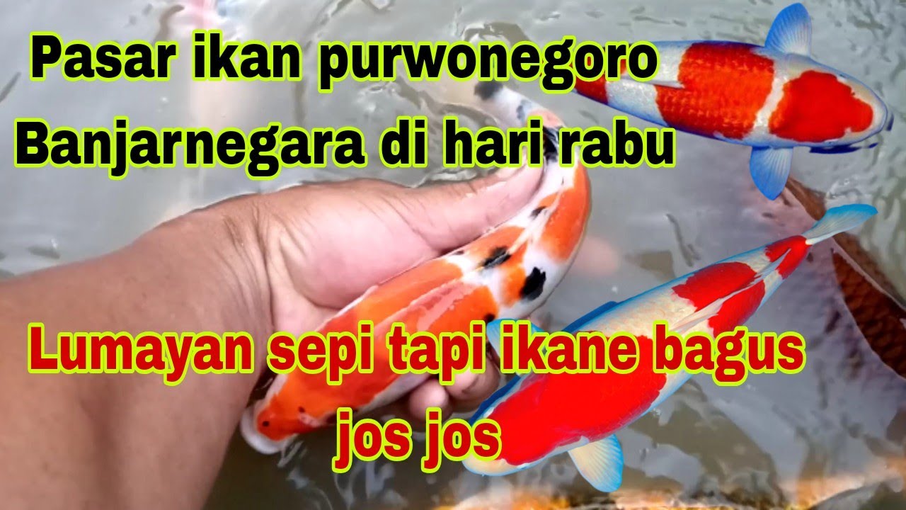Pasar ikan purwonegoro lumayan sepi tapi banyak ikan koi bagus bagus ...