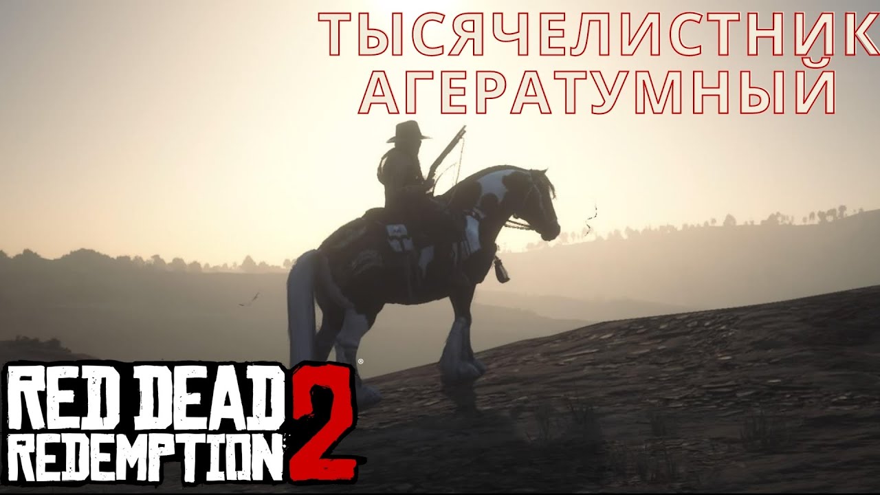 тысячелистник агератумный (english mace) Red dead redemption 2 - YouTube