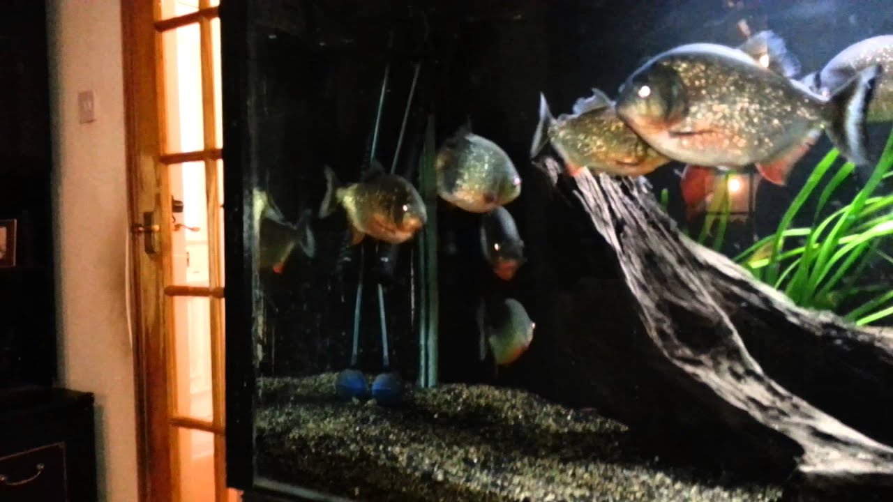 Red Belly Piranha Fish Tank