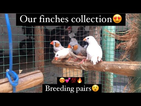 Our Finches Breeding pairs 🥵 ️ | Most loved Finch’s birds 🥰💯 | #finches ...