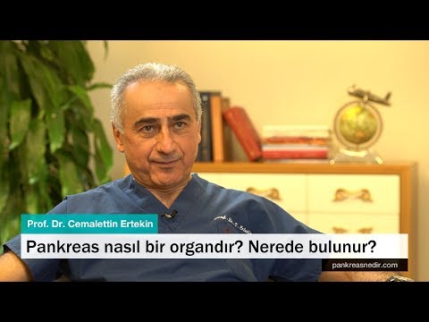 Pankreas nasıl bir ograndır nerede bulunur?