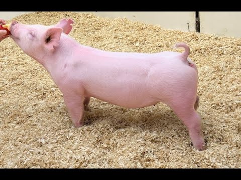 39-2 Cross Gilt - YouTube