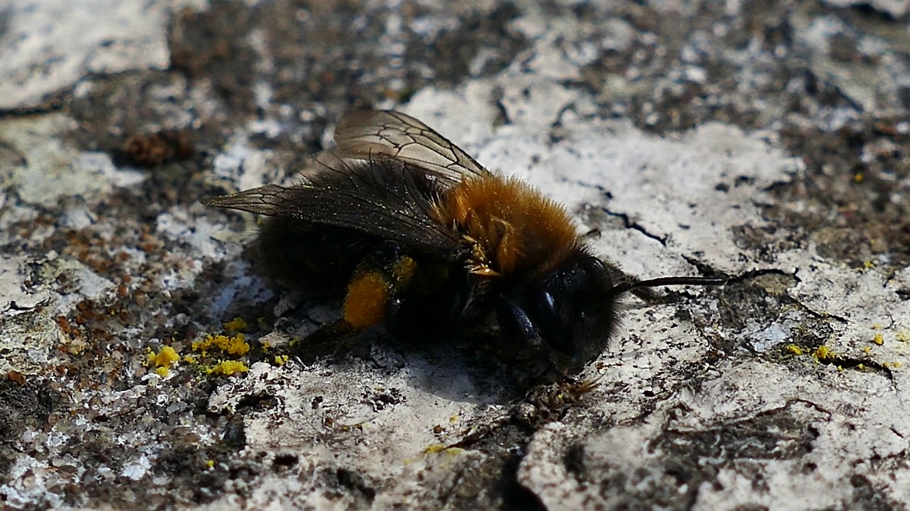 Close Up Video Of Bee / Abeja vista de cerca / Animales / Wild animals ...