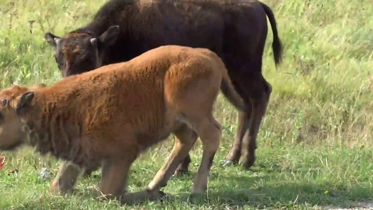 Bison at Riding Mountain National Park - 4 - YouTube