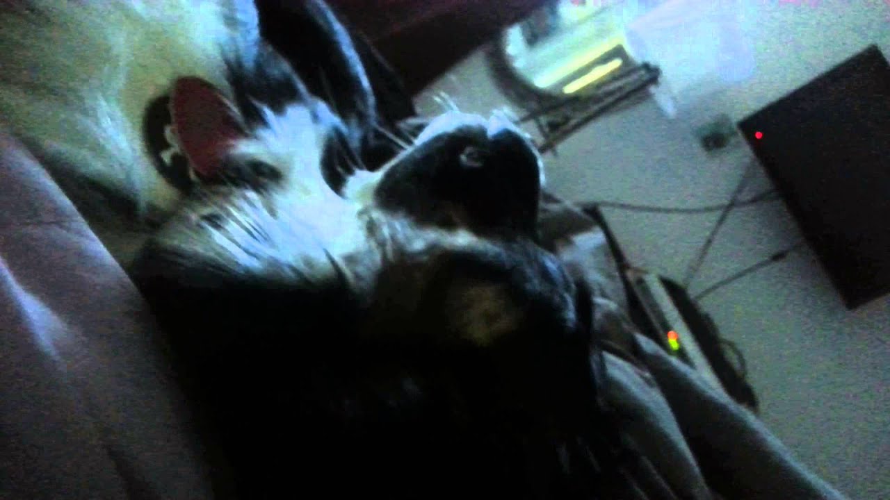 GOOD MORNING RUDE PUPPY - YouTube