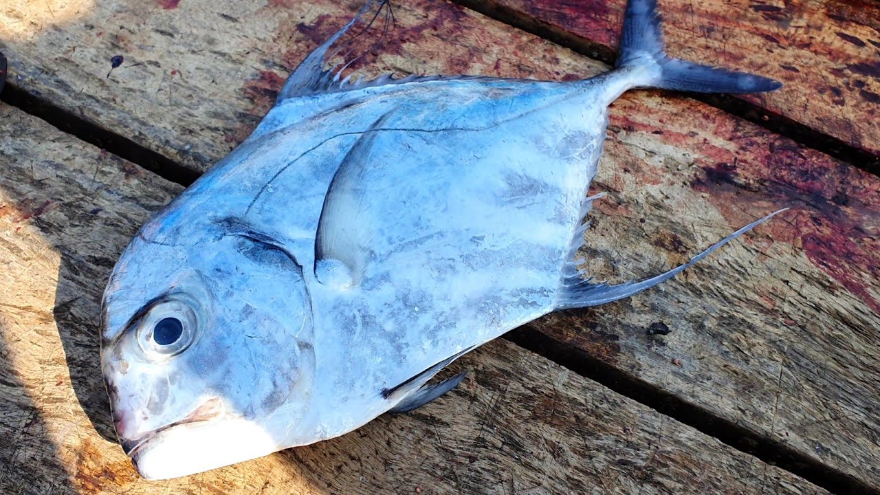 Diamond Trevally Fish perfect Cutting | Diamond Trevally Fish Slicing ...