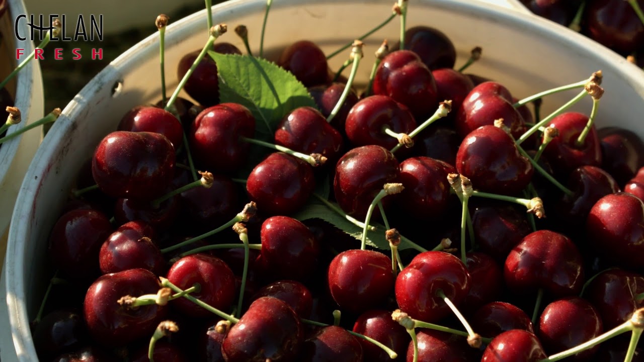 Chelan Fresh Sweet Cherries - YouTube