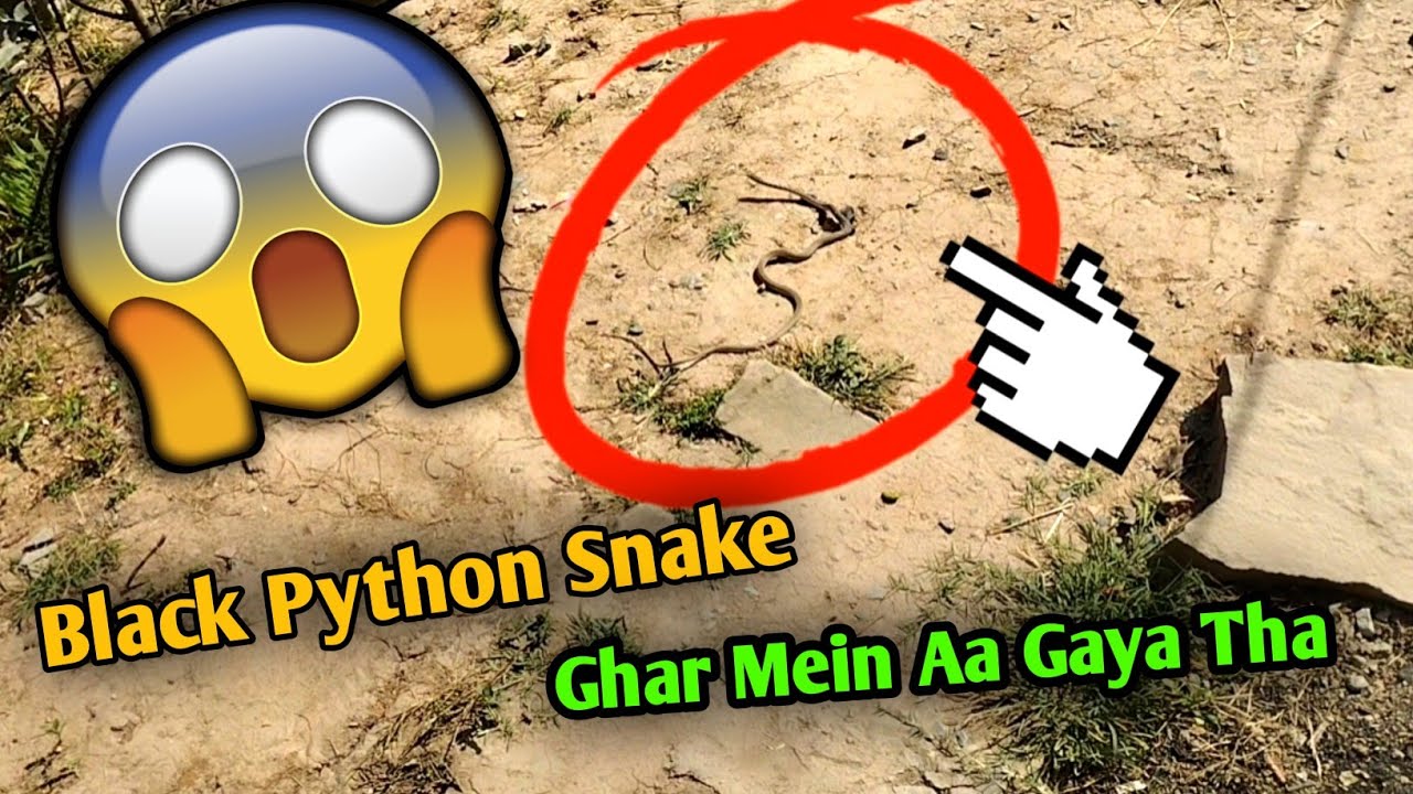 😱Black python Snake 🐍 || ghar mein aa gaya tha || 🥵 @asifvlogs57 - YouTube