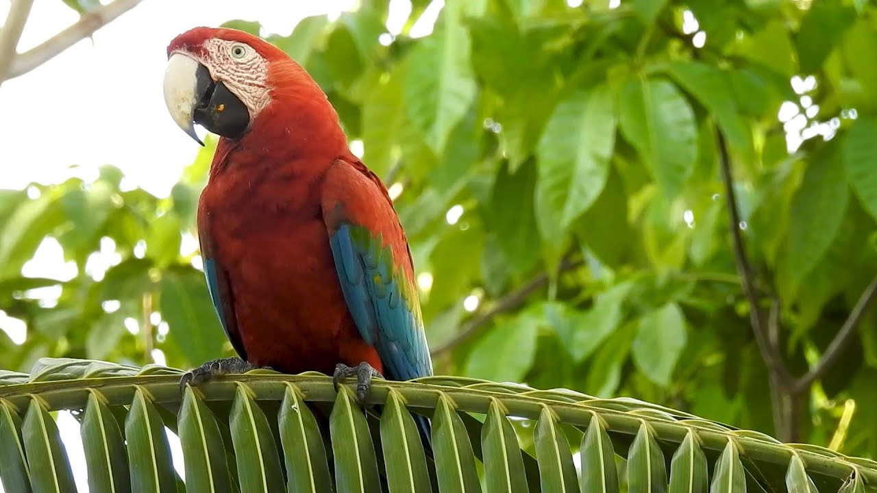 A beleza natural da Arara-vermelha: Um espetáculo tropical, Ara ...
