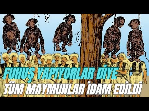 Osmanlı'da idam edilen maymunların trajik hikayesi |  Maymunkeş İmam  |