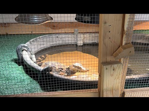 Nigel using new basking spot - YouTube