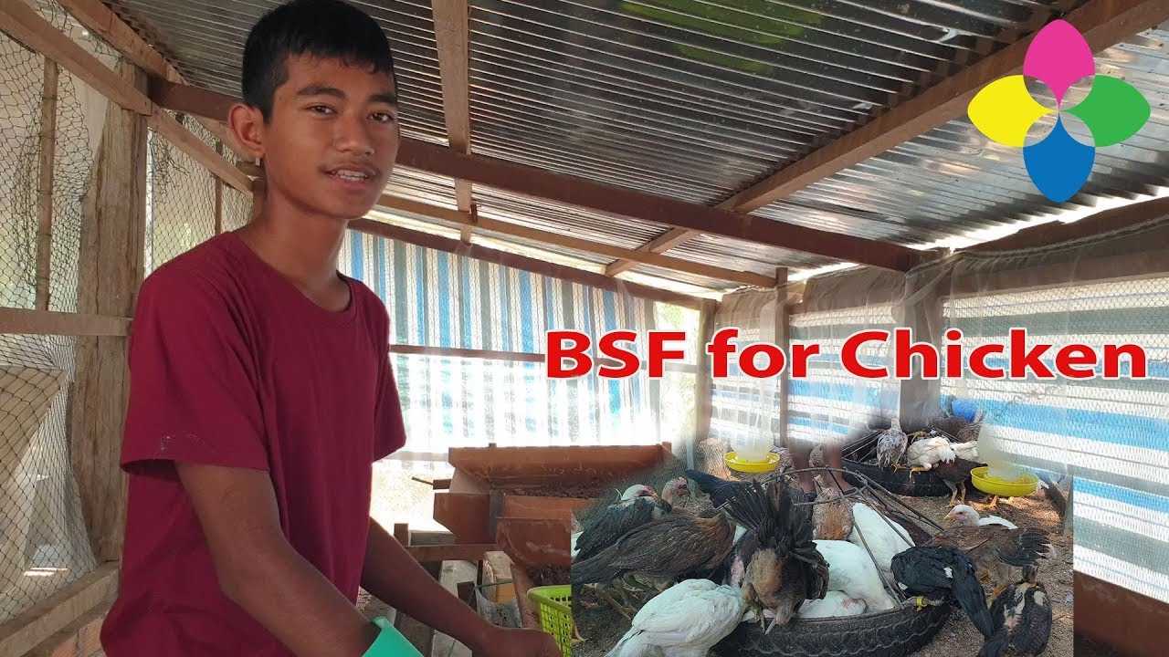 Feeding BSF {Black Soldier Fly} larvae to Chicken. - YouTube