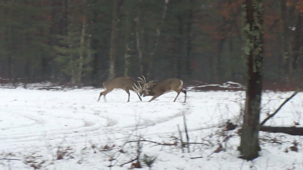 Buck Harvested During a Buck Fight - YouTube