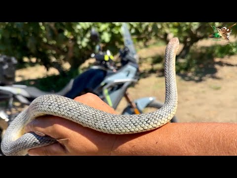 Güneş kremi süren Yılan ;)