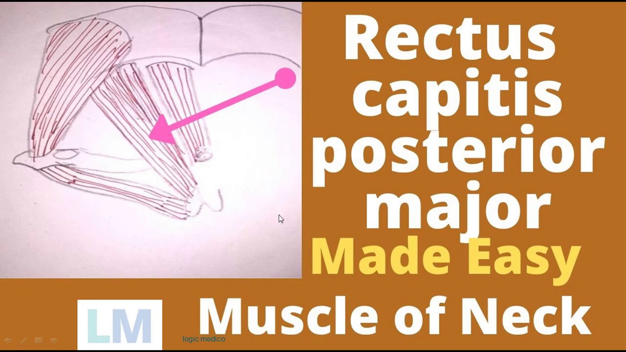 Rectus capitis Posterior major | Origin , insertion , nerve supply ...
