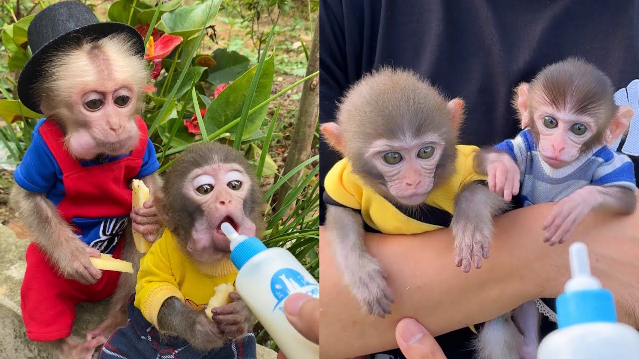 Lovely moments of Pika monkeys and other animal. P148 - YouTube