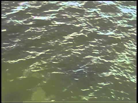 Shark Cage Diving / Diving Shark Alley - YouTube