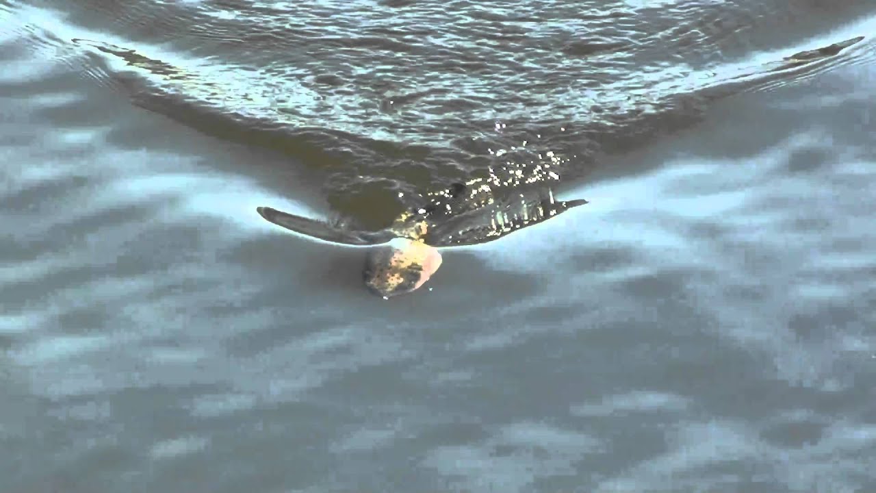 Moreau Baits 10" Trout Swimbait making a killer wake. Bass fishing ...