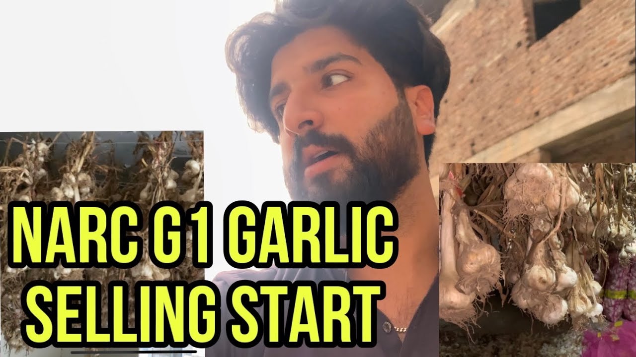 Narc g1 garlic selling start | g1 garlic price today - YouTube