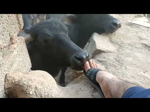 Buffalo Calves Licking My Feet - An Unbelievable Feeling!