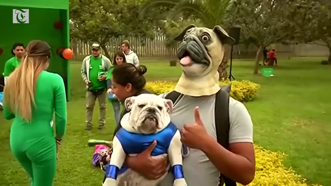 Peru hosts canine Halloween costume contest - YouTube