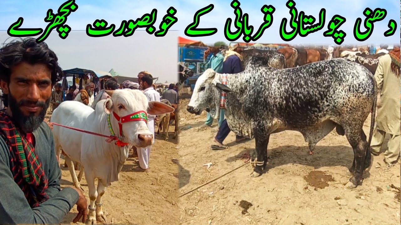 Pure Cholistani Dajle And Dhanni Bulls For Sacrifice Price In Pakistan ...