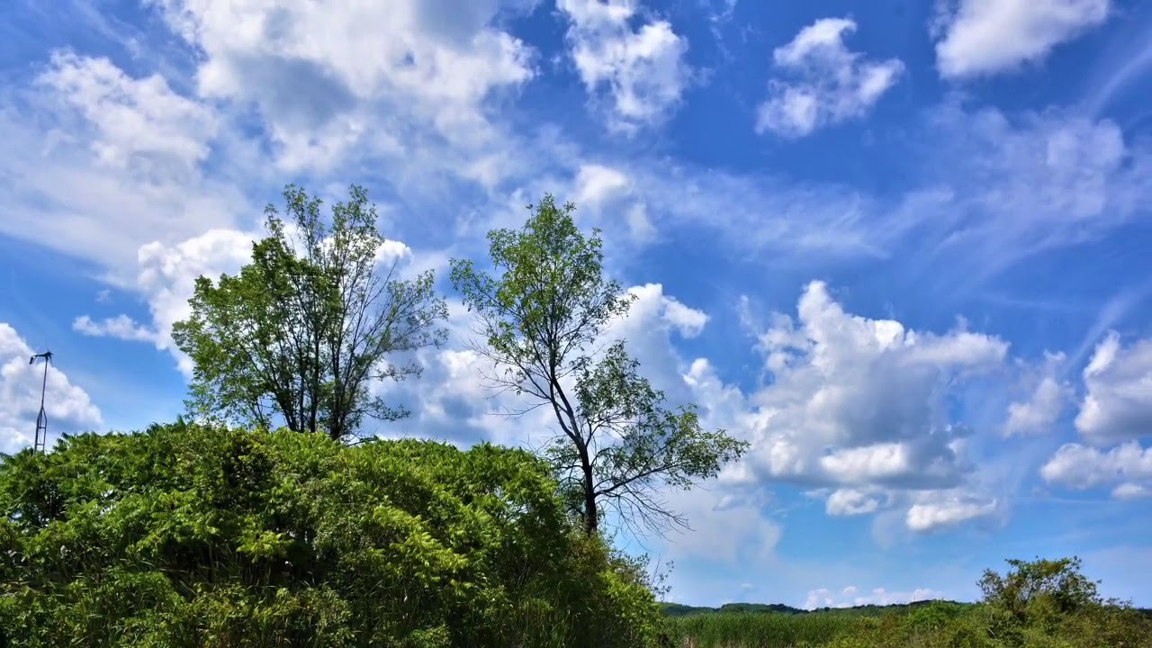 Wye Marsh Wildlife Centre nearby Midland 【米兰荷花池】 - YouTube