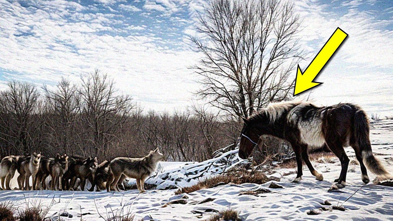 This Horse Met Six Wild Wolves and Did Something That Made the ...