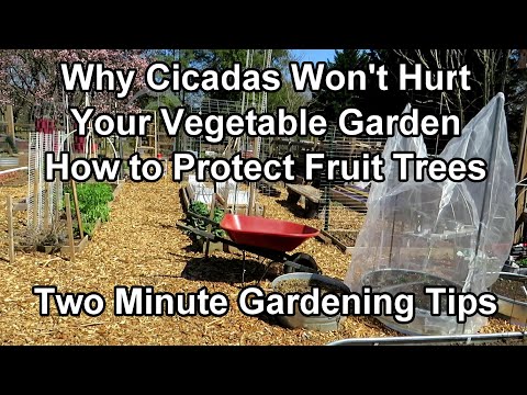 How Can I Protect My Fruit Trees From Cicadas