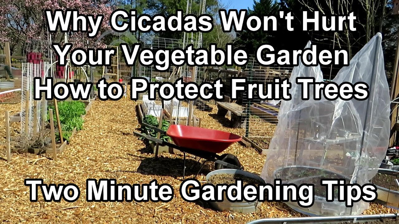 How to Protect Garden from Cicadas: Effective Tips That Work | (2026)